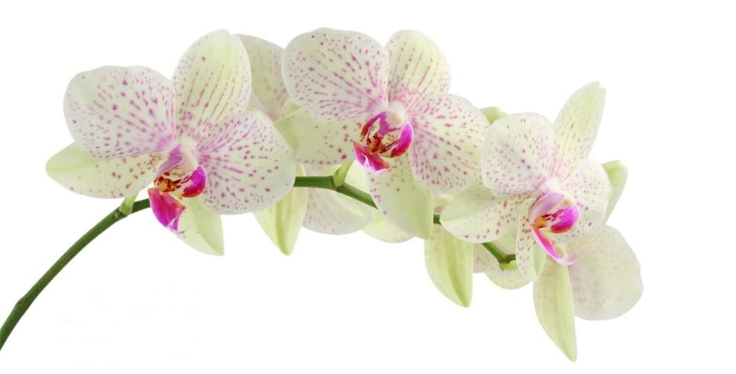 Cvećara Mini Orhideja - Beograd - Poslovni Imenik Srbije