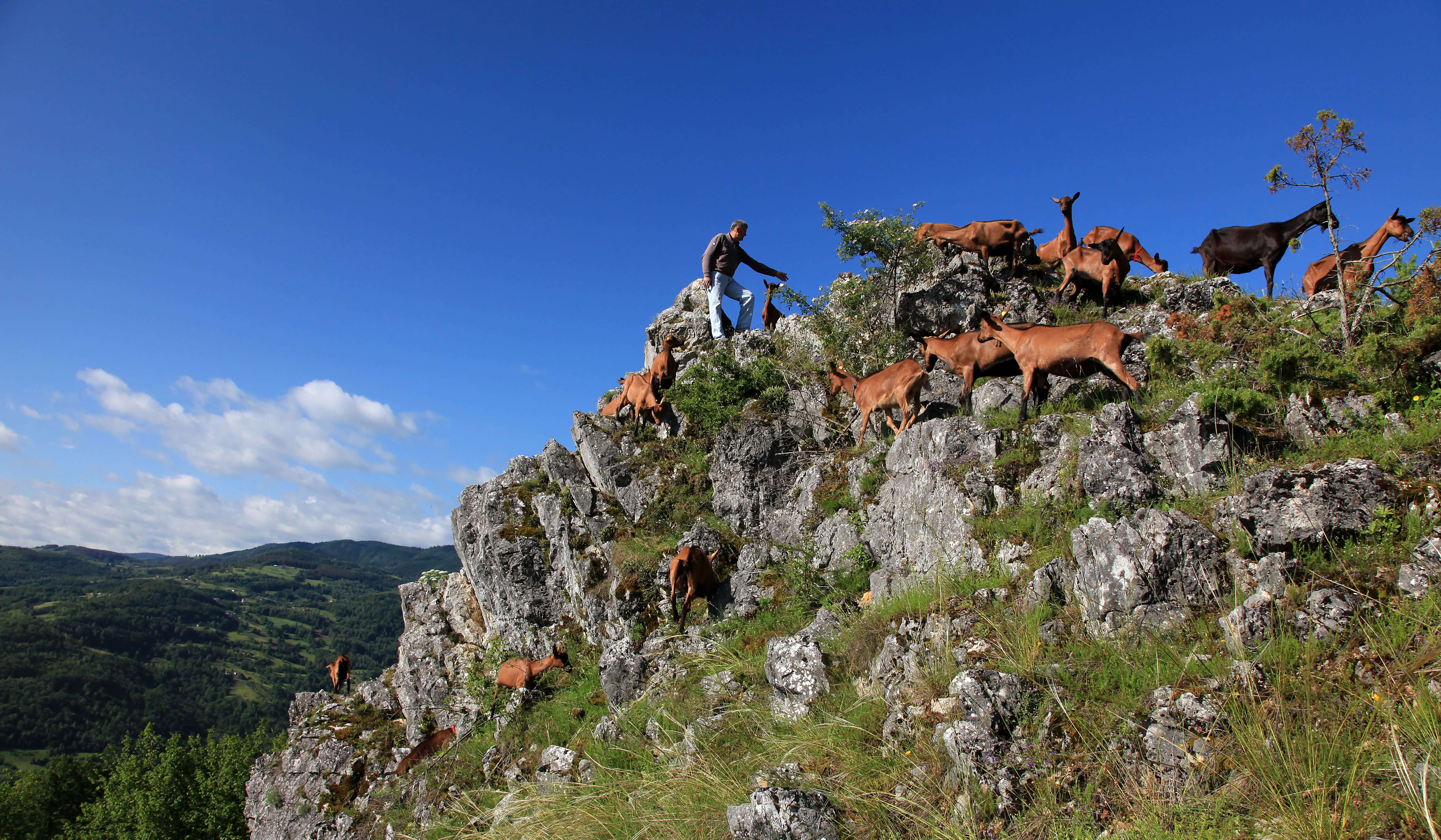 Farma koza DOSKOVIĆ Zvjezd Prijepolje - Poslovni Imenik Srbije